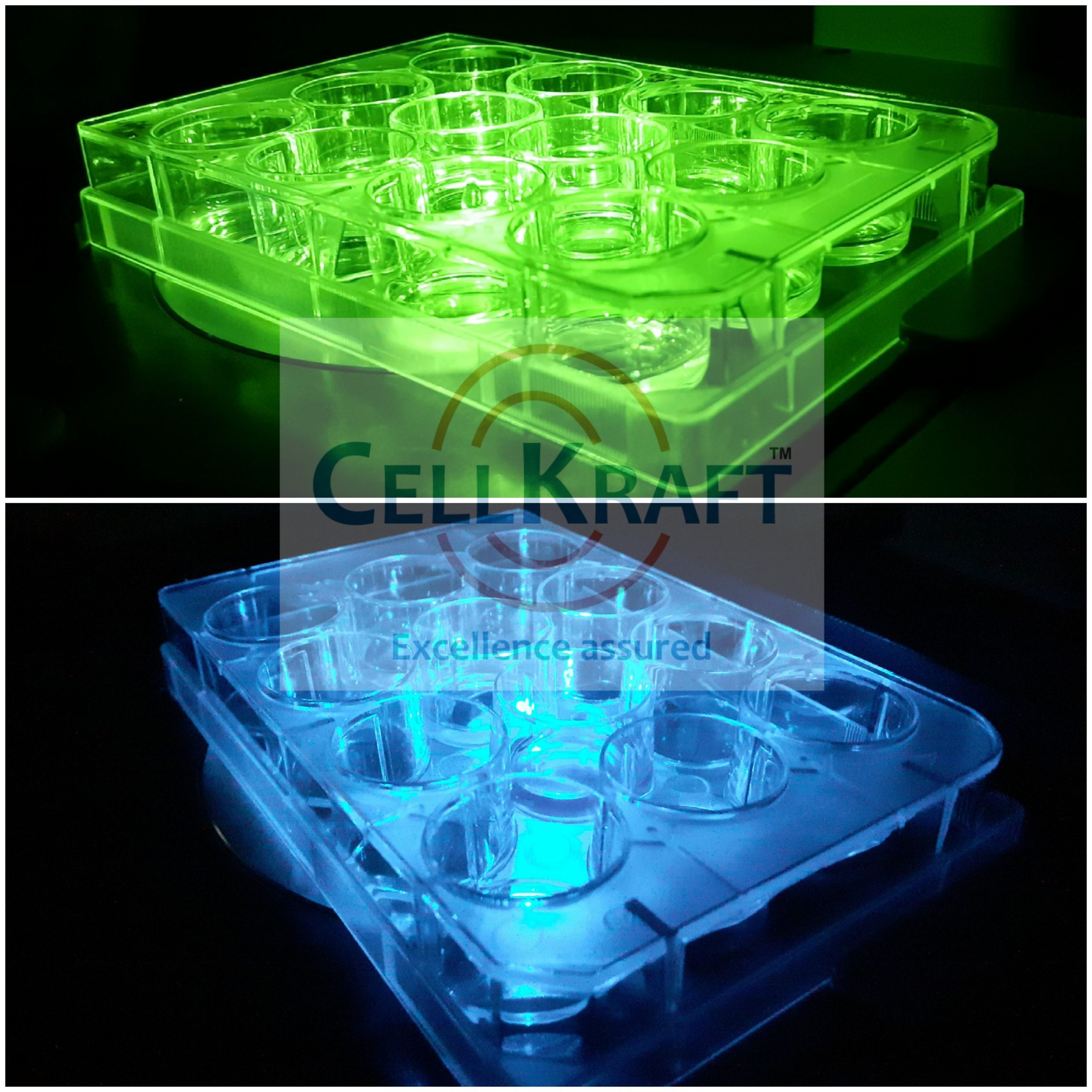 CELLKRAFT BIOTECH PVT. LTD. - CELLKRAFT BIOTECH PVT. LTD.