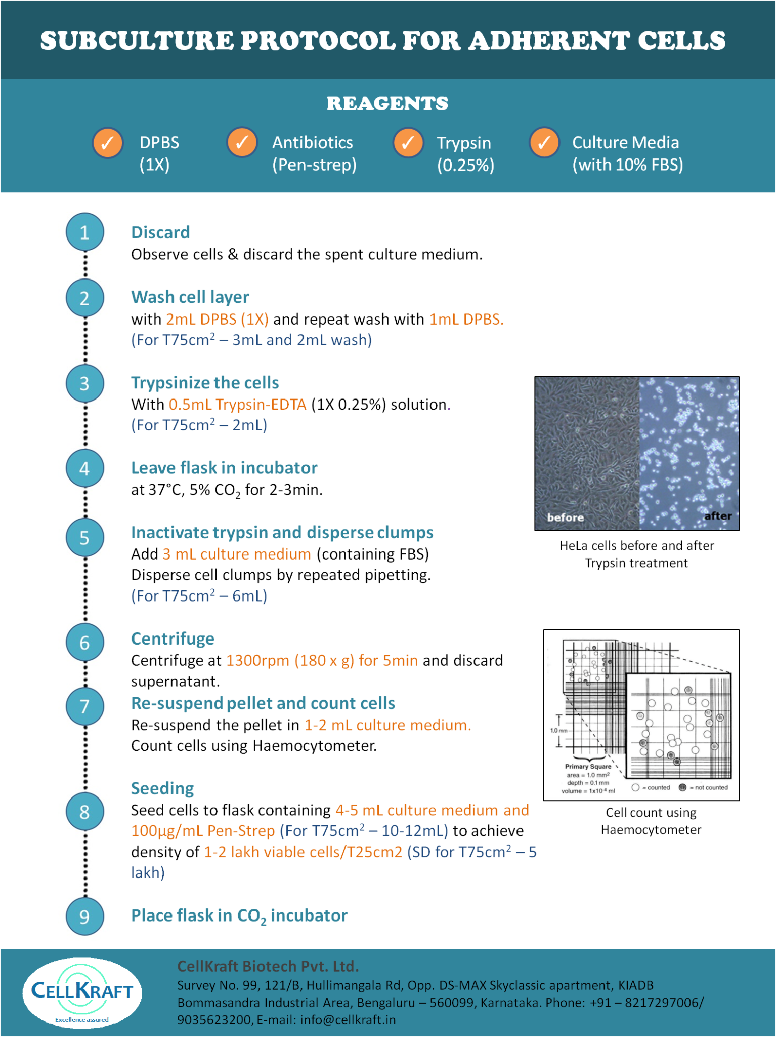 Subculture Protocol for Adherent Cells - CELLKRAFT BIOTECH PVT. LTD.